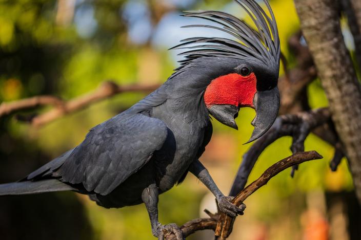 Pour séduire les femelles, cet oiseau a une stratégie unique dans le ...