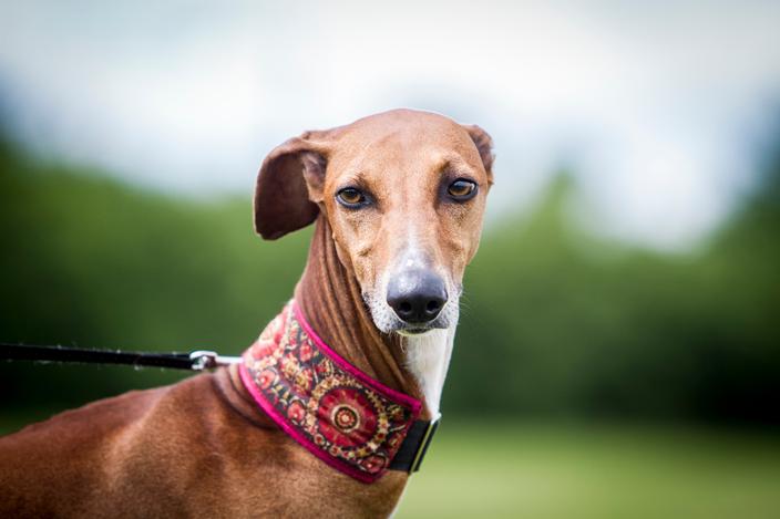 L’Azawakh, un lévrier ayant 5000 ans d’histoire, introduit récemment en ...