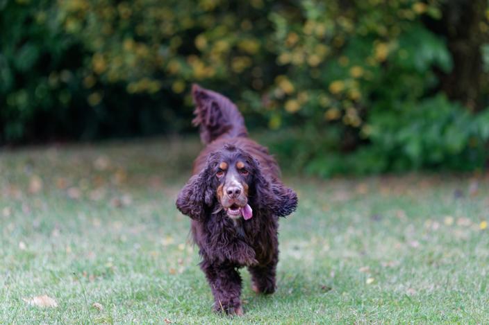 Ma vie avec Harry, mon cocker anglais : «Il a rythmé ma vie. Je pense ...