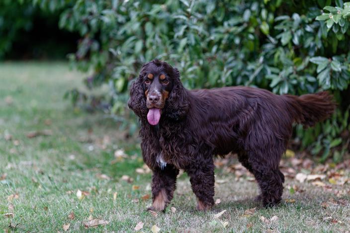 Ma vie avec Harry, mon cocker anglais : «Il a rythmé ma vie. Je pense ...