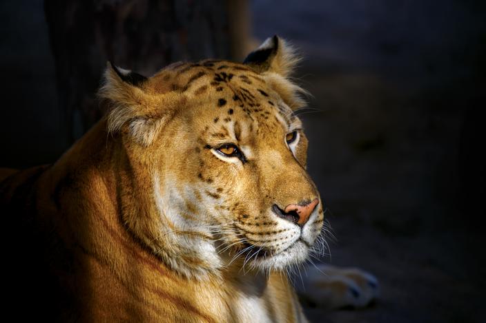Le ligre, un animal majestueux issu du lion et du tigre
