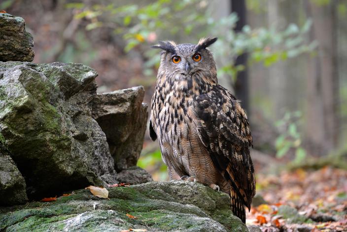 Le hibou, ce mystérieux rapace qui vit la nuit