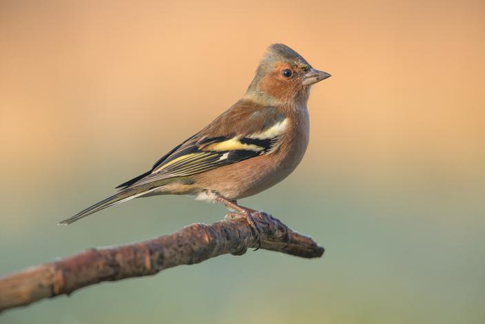 5 oiseaux à observer dans son jardin en automne