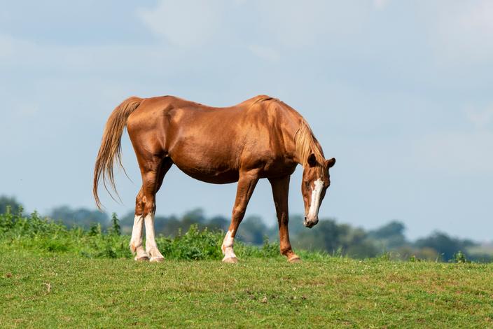 Découvrez 6 races de chevaux français