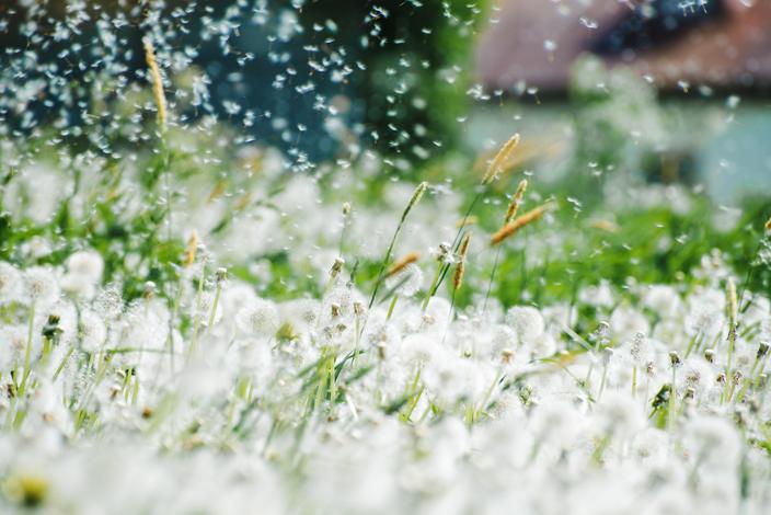 Le vent : d'où vient-il