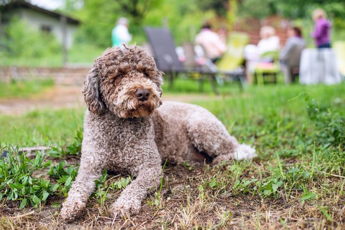 Lagotto romagnolo : origine, taille et caractère