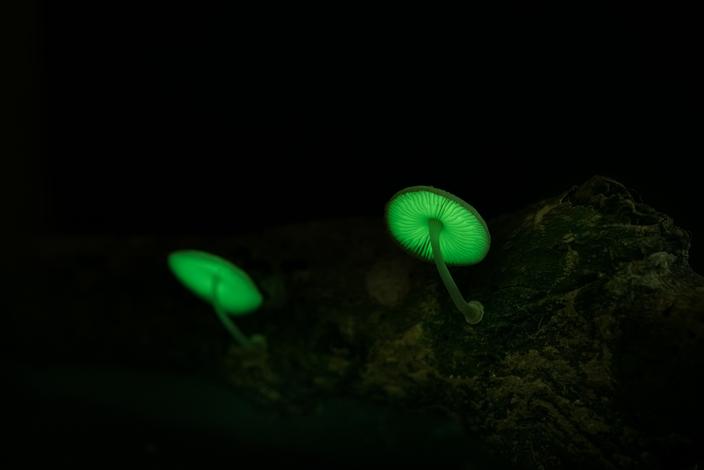 5 champignons bioluminescents et tout à fait fascinants