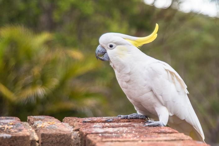 Le cacatoès : comment élever cet oiseau à la maison