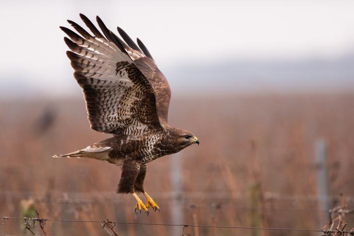 5 espèces de rapaces qu'on peut apercevoir en France