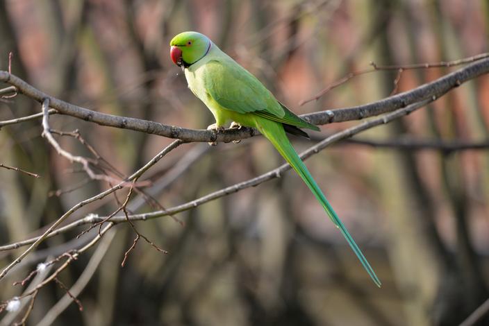 5 oiseaux verts à admirer
