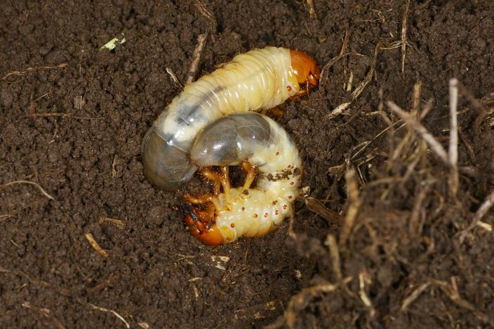 Comment lutter contre les hannetons au jardin