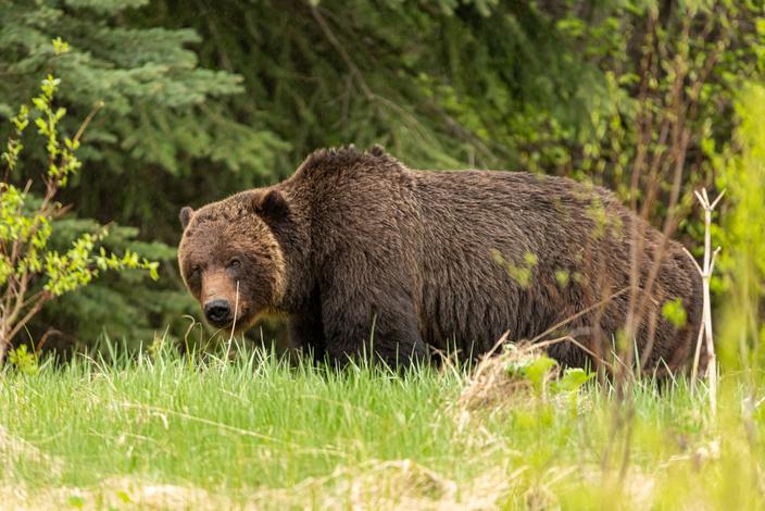 Connaissez-vous ces animaux emblématiques du Canada