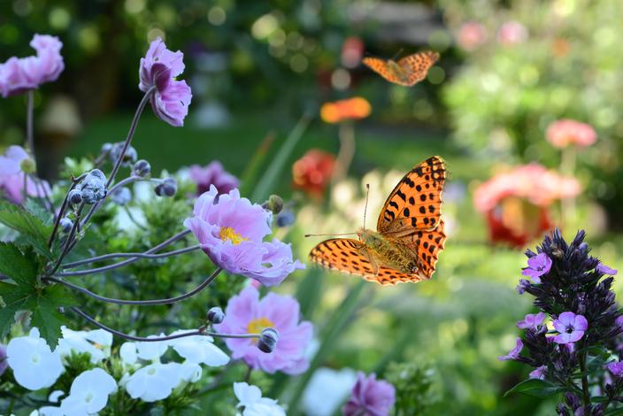 Quels animaux peut-on observer dans son jardin au printemps?