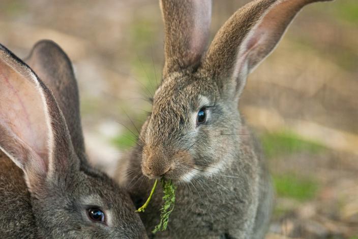 5 races de lapins domestiques