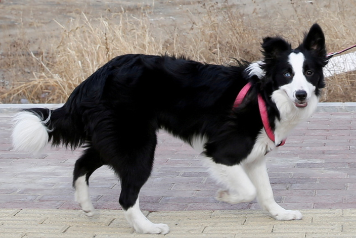 Chien : découvrez 11 races de taille moyenne