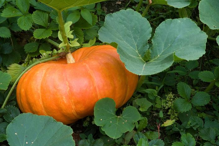 Comment reconnaître les courges et bien les choisir