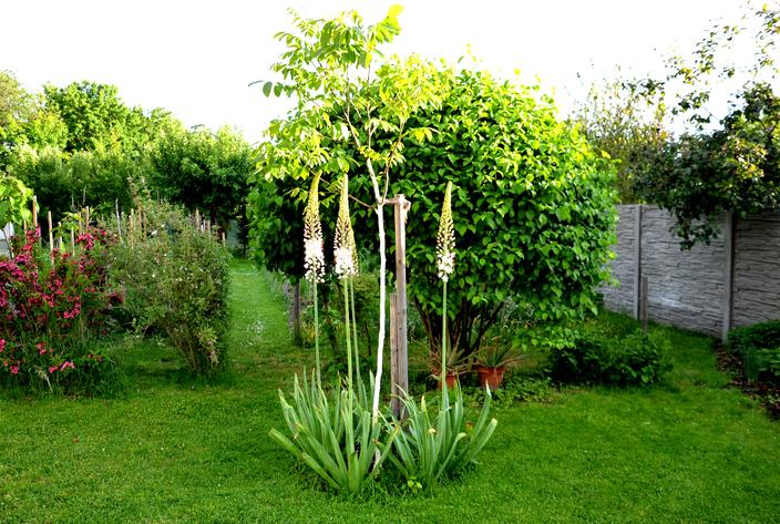5 fleurs géantes à planter au jardin