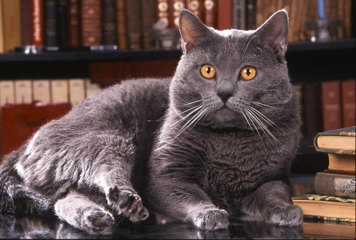 Chartreux : origine, taille et caractère