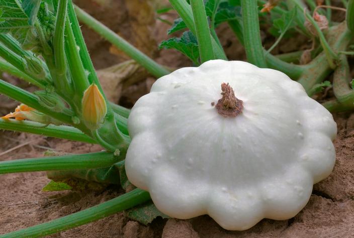 Comment reconnaître les courges et bien les choisir
