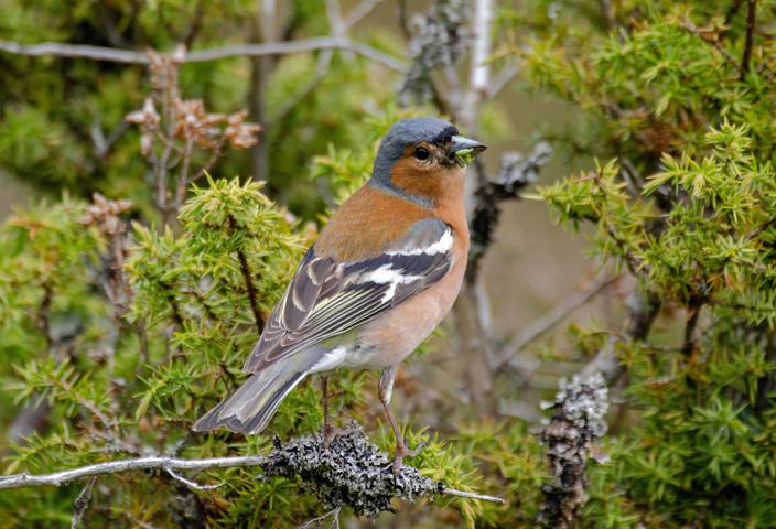 Le pinson des arbres : habitat, caractéristiques, chant