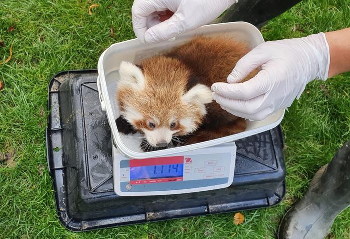 Zoo de Lille : naissance de deux bébés pandas roux