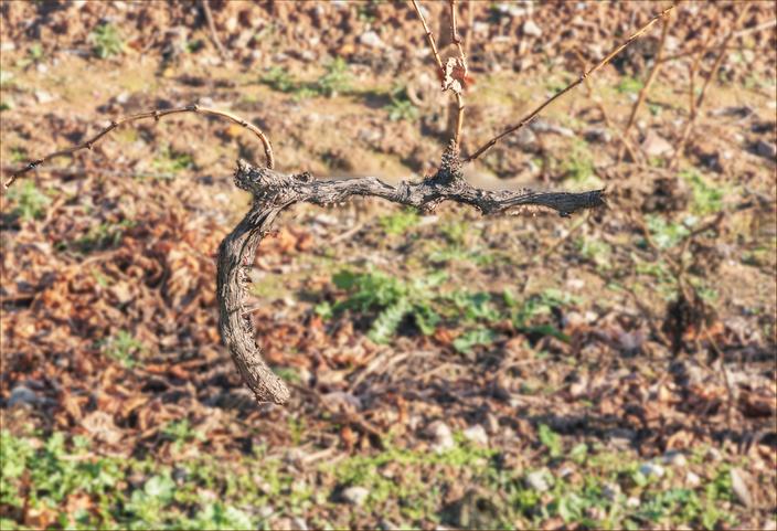 Quelle est la meilleure façon de tailler la vigne
