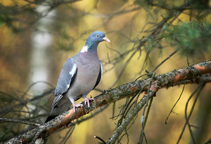Biset ou ramier, mâle ou femelle : comment distinguer les pigeons