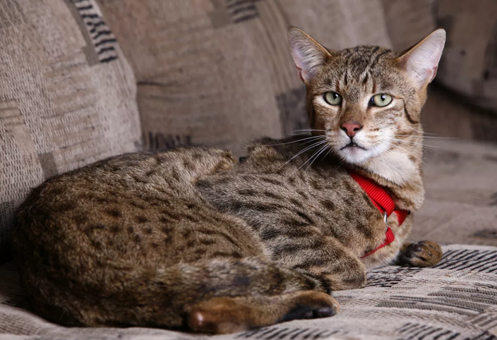 5 races de chats parmi les plus rares en France