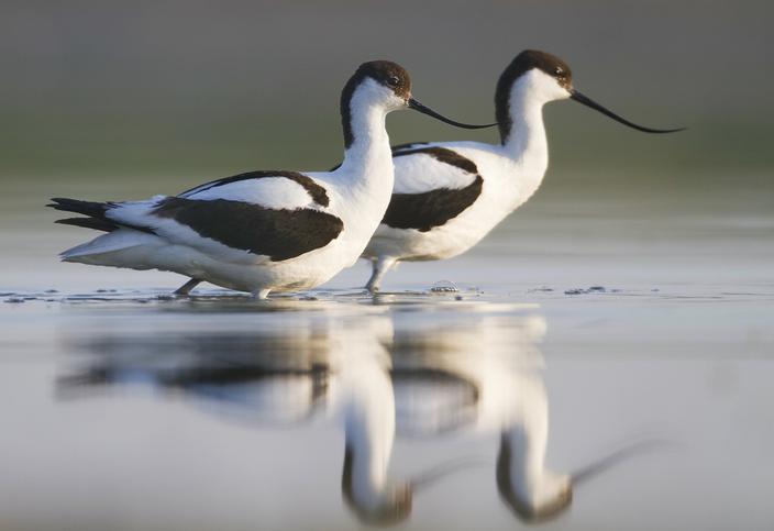 Le Zwin Parc Nature : entre plages et dunes, que faire dans la perle du ...