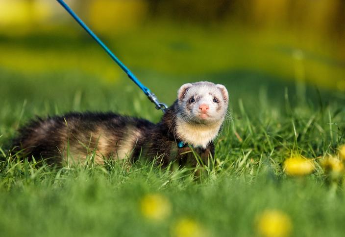 Adopter un furet : 6 choses à savoir avant de vous lancer