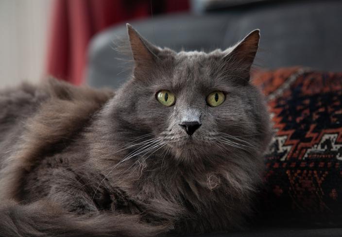 Nebelung : origine, taille et caractère