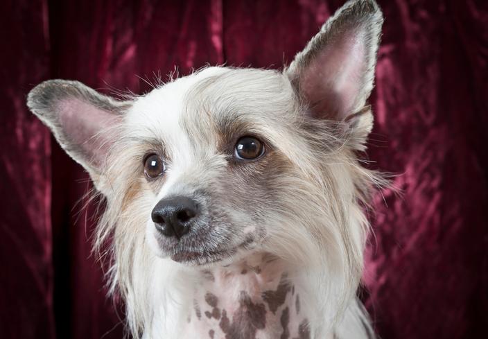 Chien chinois à crête : origine, taille et caractère
