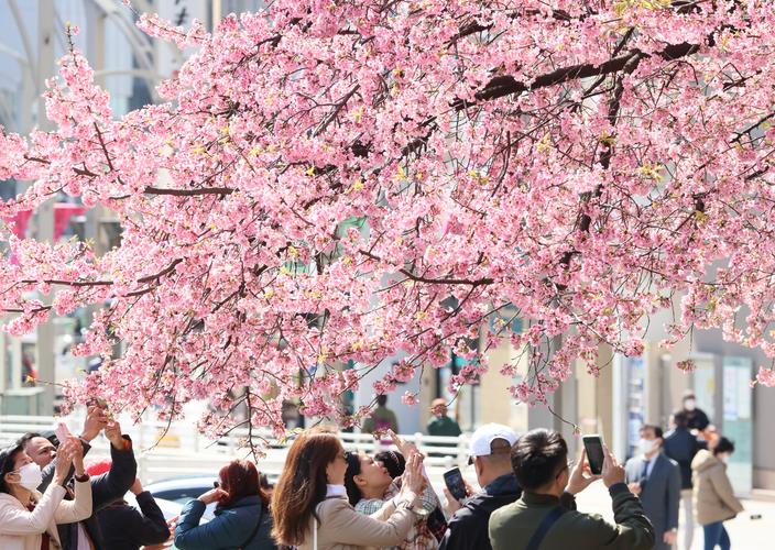 À Tokyo, la floraison des cerisiers de nouveau très précoce