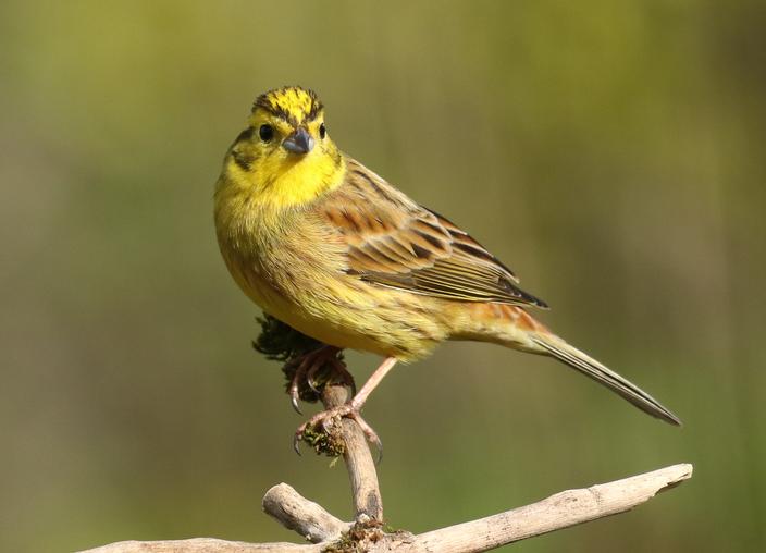 Découvrez 7 oiseaux jaunes enchanteurs