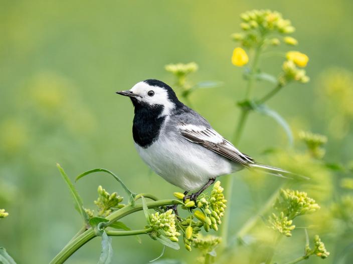 Quels animaux peut-on observer dans son jardin au printemps?