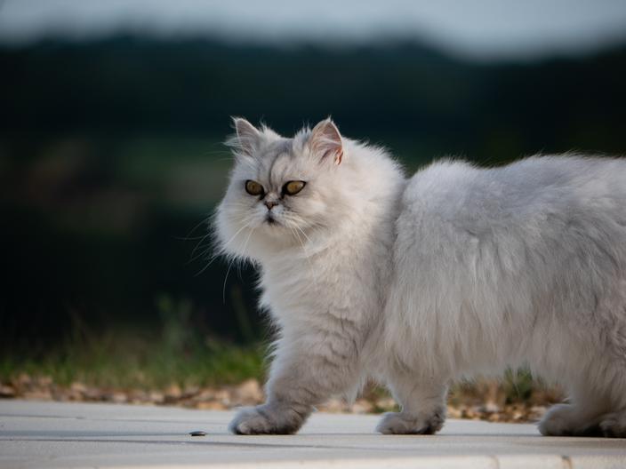 Découvrez 5 races de chats à poil long