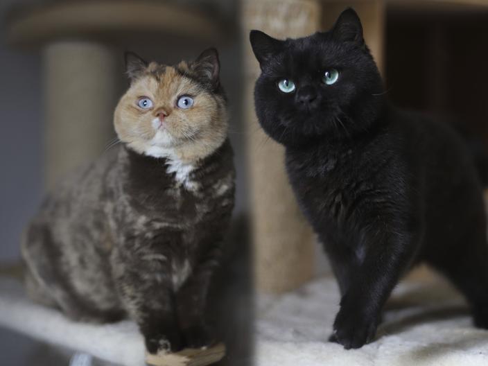 Céleste : quelle est cette nouvelle race de chat