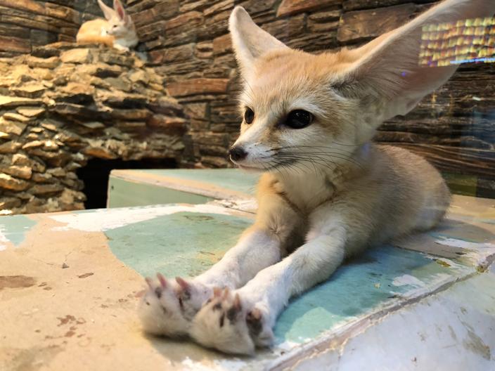 Le fennec : habitat, alimentation, reproduction