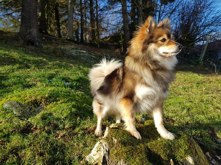 Tout savoir sur les chiens «spitz»