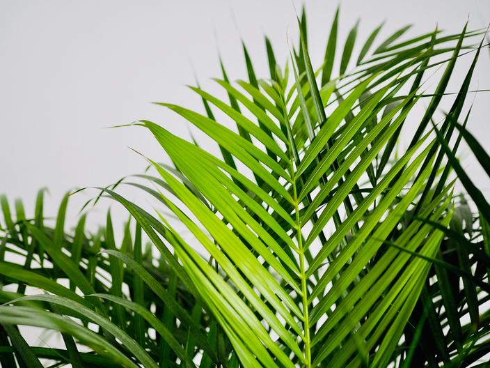 Le kentia, une plante exotique excellente pour purifier l’air intérieur