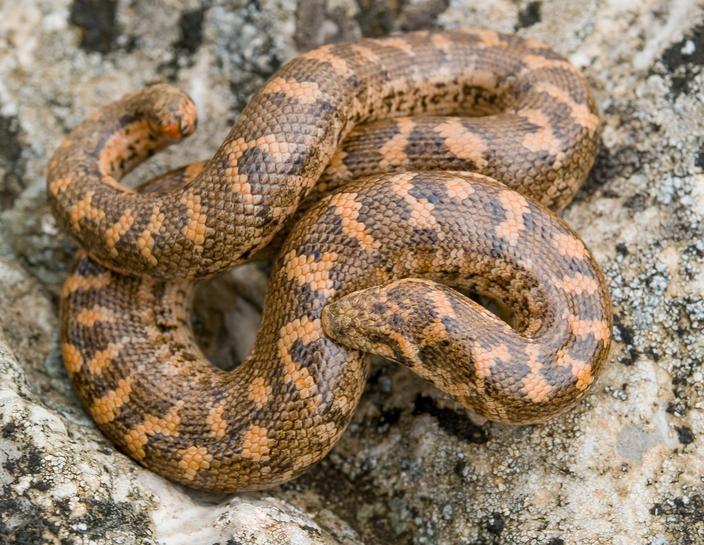 5 espèces de serpents domestiques