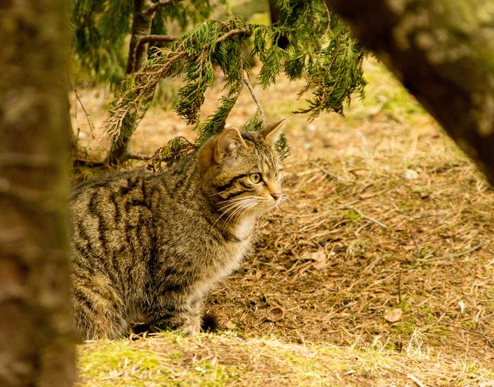 Highland Lynx : origine, taille et caractère