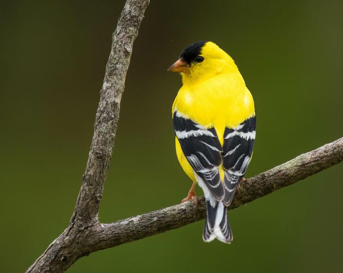 Découvrez 7 oiseaux jaunes enchanteurs