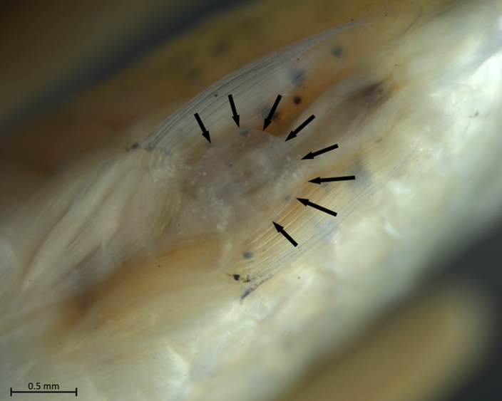 Priocharax rex : cette nouvelle espèce découverte en Amazonie possède ...
