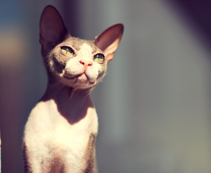 5 races de chats aux grandes oreilles