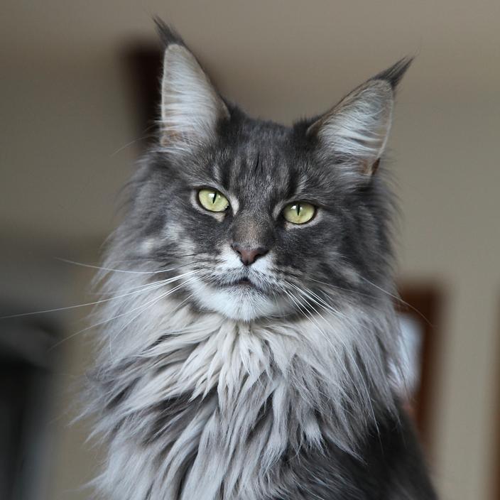 5 races de grands chats à découvrir