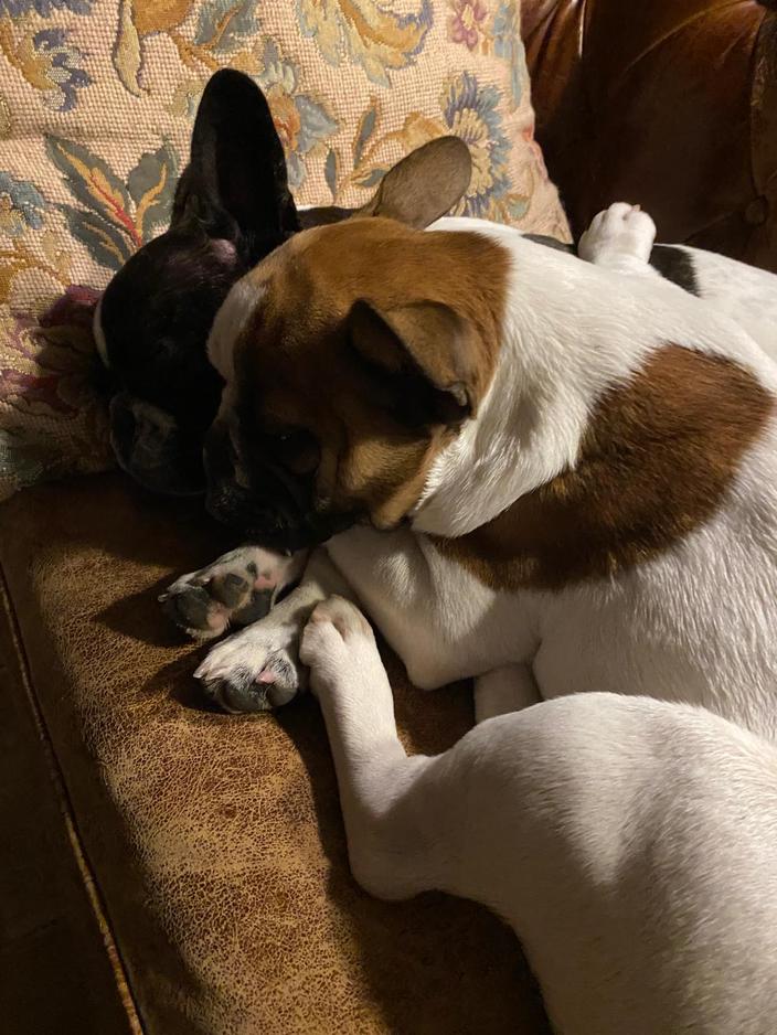 Ma vie avec Tao et Berlioz, mes bouledogues français : «Il ne faut pas ...