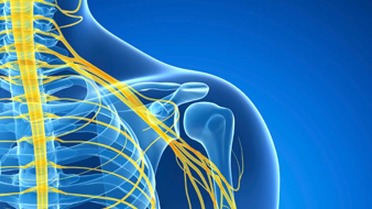 Nerf circonflexe : informations et actualités