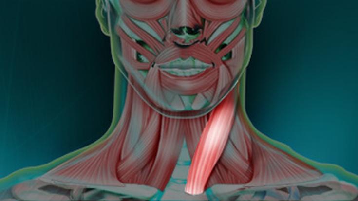 Muscle sterno-cléido-mastoïdien : Informations et actualités