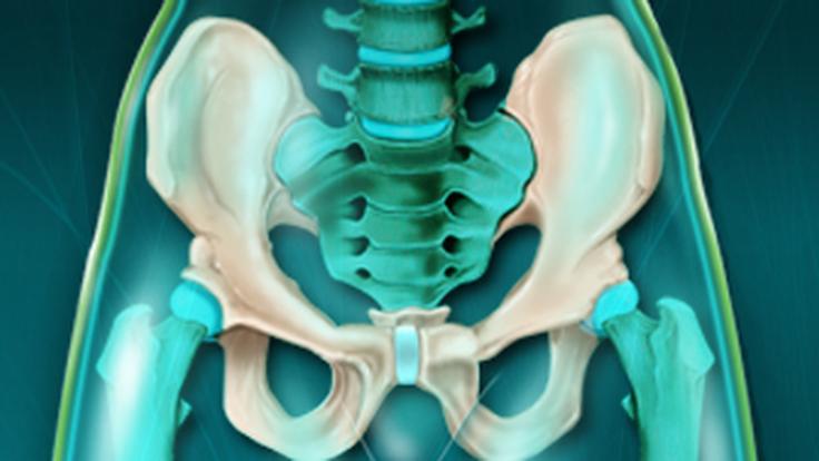 Os iliaque : anatomie et fonction dans l'organisme